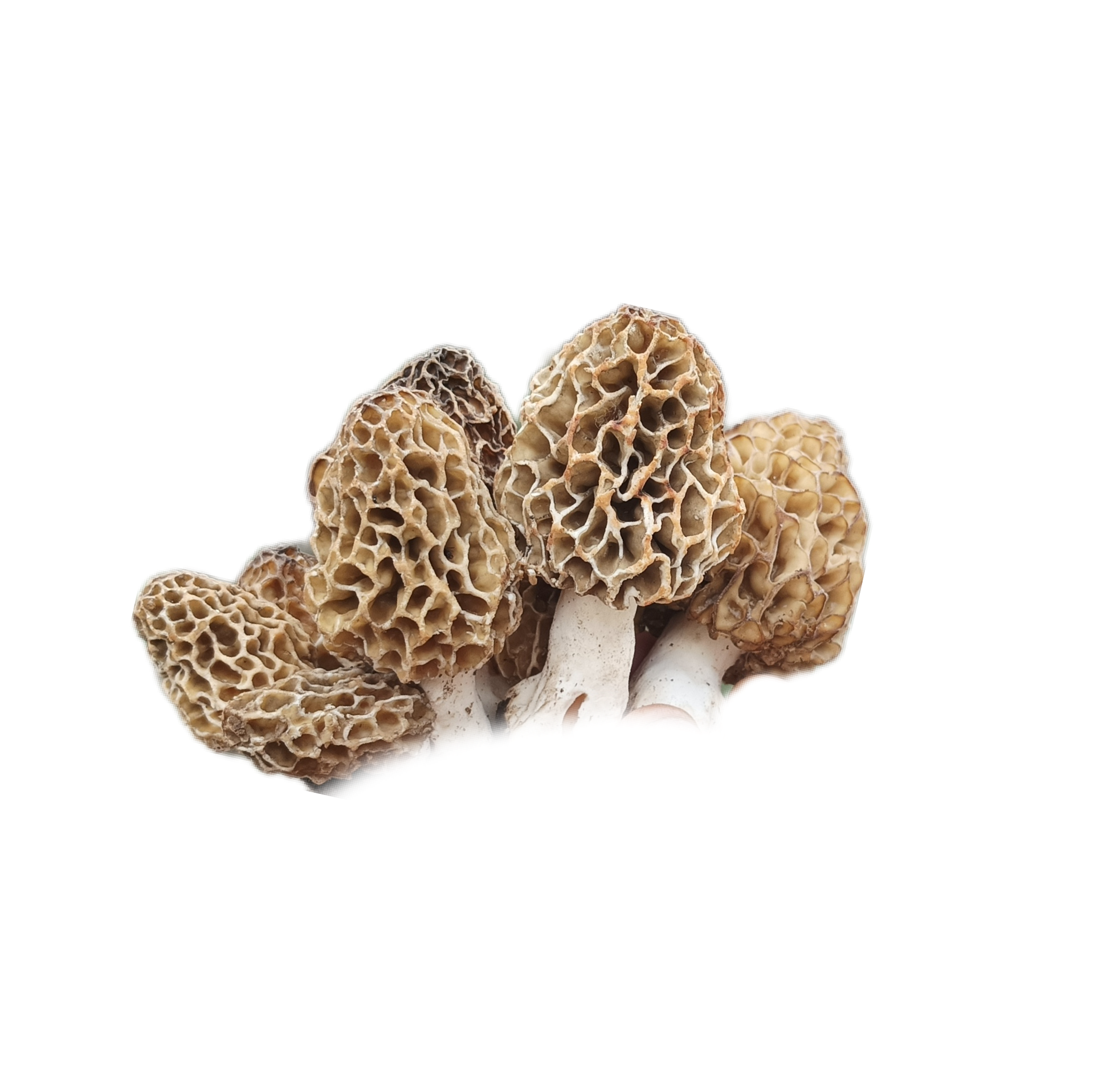 Comprar Murgulas, Colmenillas